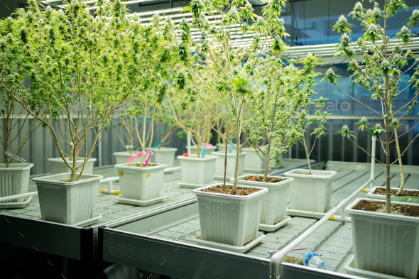 Marijuana, hemp or cannabis plant leaves farm lab. Organic product in ...