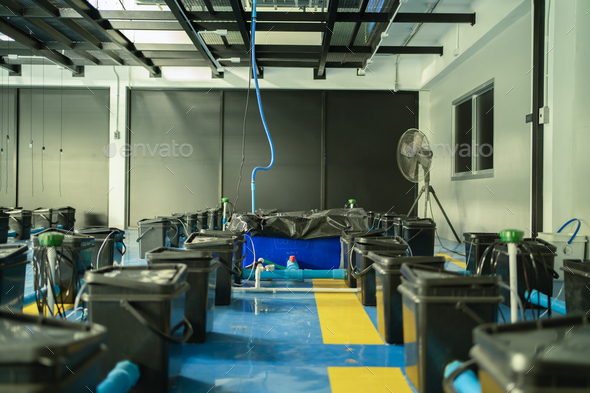 Marijuana, hemp or cannabis plant leaves farm lab. Organic product in ...