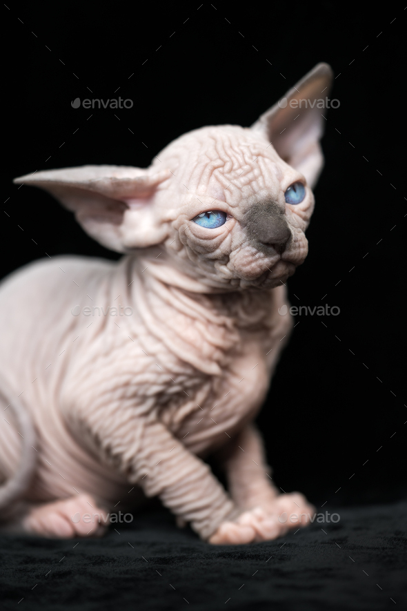 Hairless kitten of Canadian Sphynx blue mink with white color sitting ...