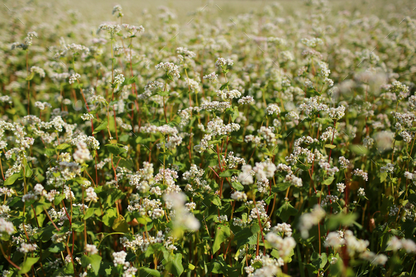 blooming buckwheat and blue sky background. Buckwheat field during ...