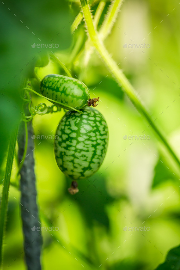 Cucamelon (Melothria scabra) - edible Mexican miniature watermelon or ...