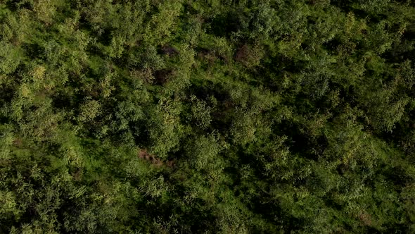 Aerial view over forest, revealing a valley with meadows and hills ...