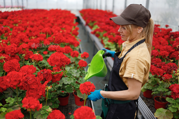 Female professional florist in apron and cap pouring water on blossom ...