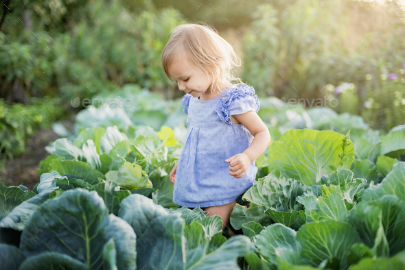 Baby sitting in cabbage plant. Cute little girl on cabbage field. Stock ...