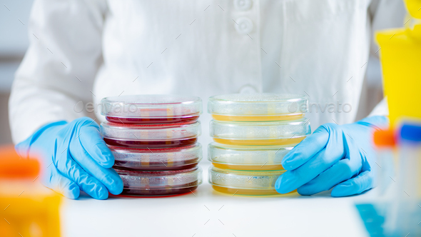 Microbiologist preparing bacterial cultures in a research laboratory ...