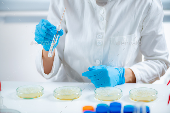 Microbiology lab technician working with Petri dishes Stock Photo by ...