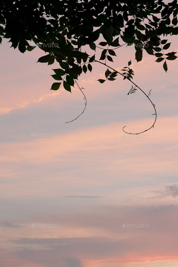 The shadow of a plant at sunset Stock Photo by Redzen2 | PhotoDune