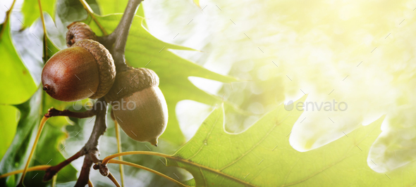 Autumn leaves and acorn on tree Stock Photo by hitdelight | PhotoDune