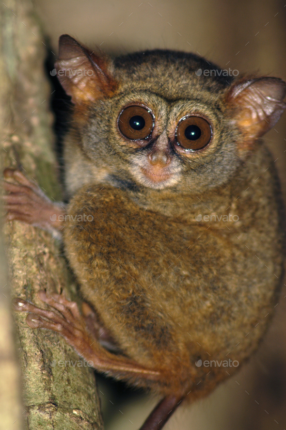 Tarsier Monkey Stock Photo by joebelanger | PhotoDune