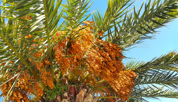 Branches of palm with bright orange fruits Stock Photo by didesign