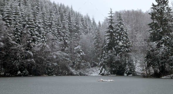Winter Scene from The Forest Stock Photo by dslrno | PhotoDune