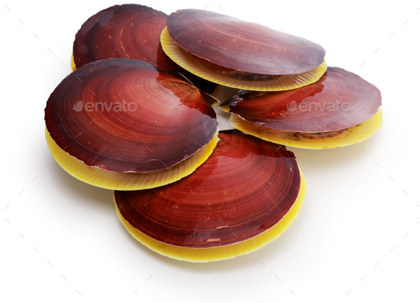 Japanese moon scallop Stock Photo by motghnit | PhotoDune