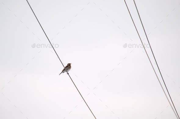 One small wild bird perching lonely on electrical power line wire Stock ...