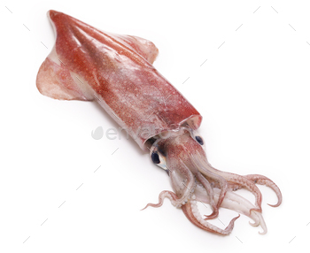 bagila bil dihin, iraqi breakfast Stock Photo by motghnit | PhotoDune