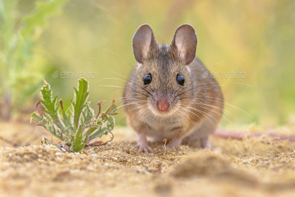 Wood Mouse in Natural Environment with Plants Stock Photo by ...
