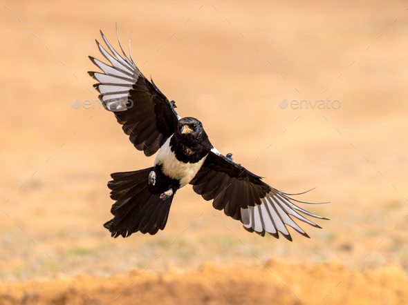 Eurasian Magpie Flying on Bright Background Stock Photo by ...