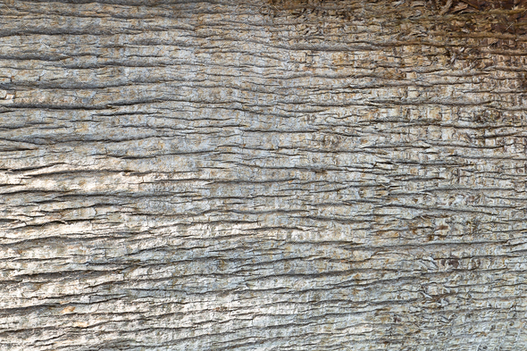 Panoramic photo relief texture of dry tree bark. Brown bark background ...