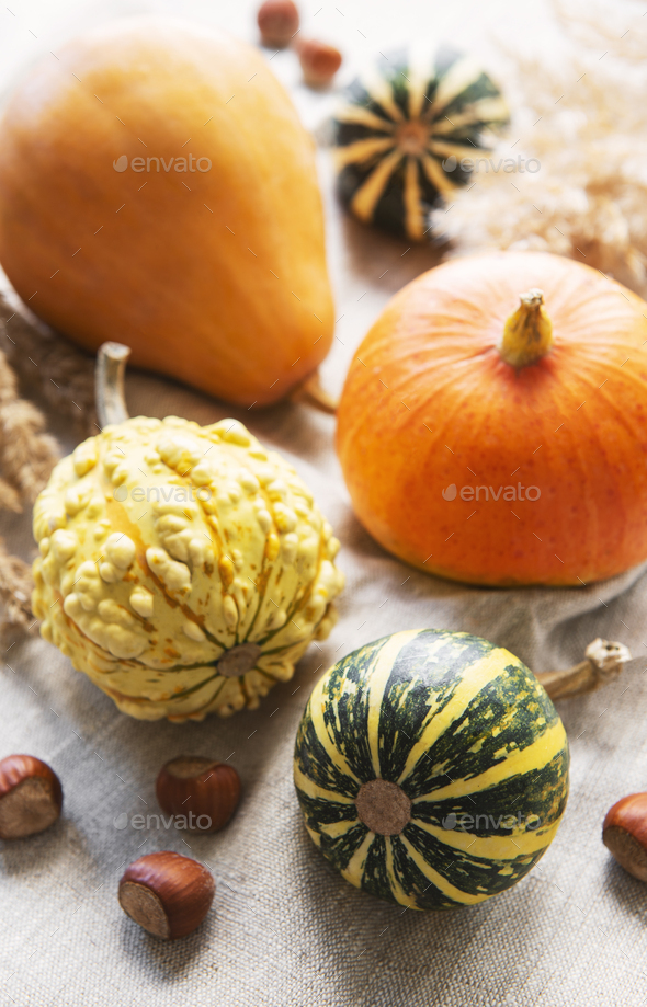 Fall background with multi color pumpkins Stock Photo by Olena_Rudo