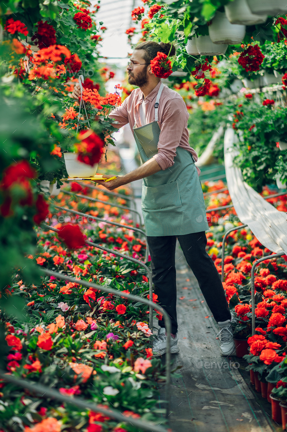 Florist man working with flowers at a plant nursery greenhouse. Stock ...