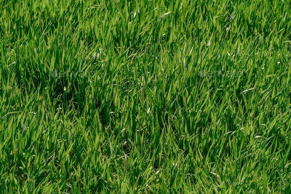 Background of beautiful green grass pattern Stock Photo by EwaStudio