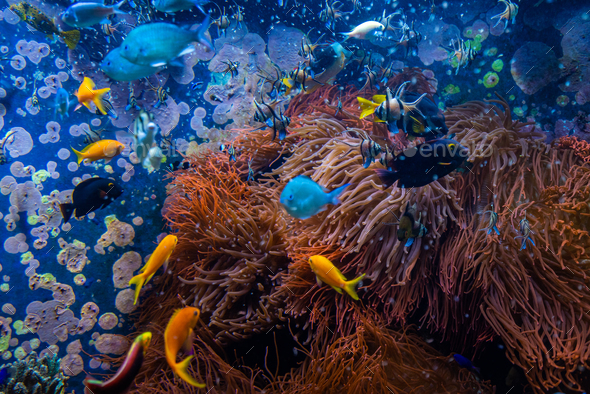 Underwater scene. Coral reef, fish groups in clear ocean water Stock ...