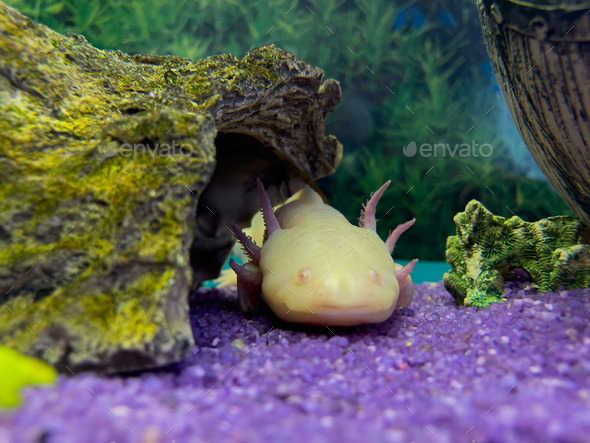 Axolotl Mexican underwater walking fish salamander in aquarium Stock ...