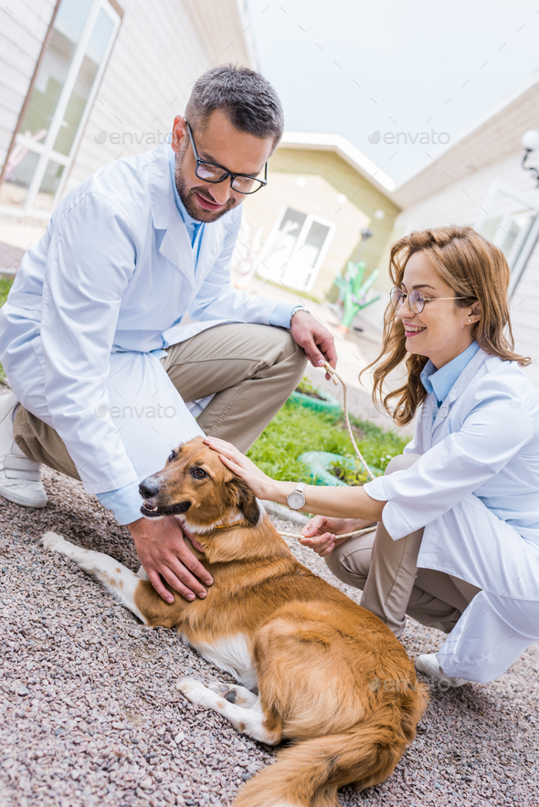 two smiling veterinarians palming dog on yard at veterinary clinic ...