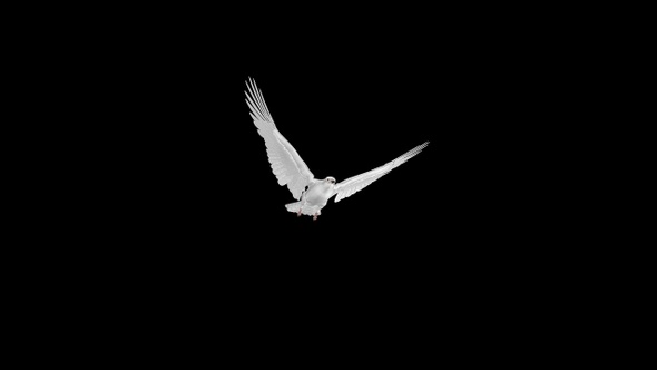 White Dove - Flying Transition - III, Motion Graphics | VideoHive