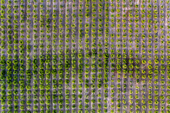 top view of a fruit tree plantation Stock Photo by Raul_Mellado | PhotoDune