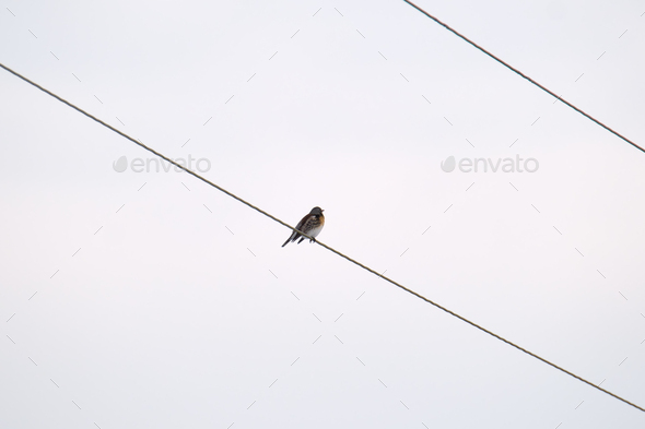 One small wild bird perching lonely on electrical power line wire Stock ...