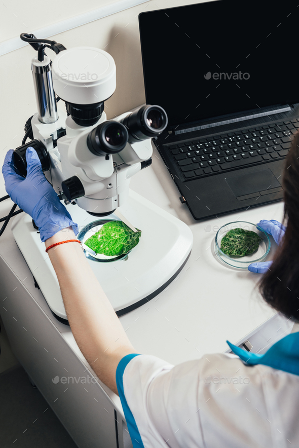 partial view of female scientist examining green leaf under microscope ...