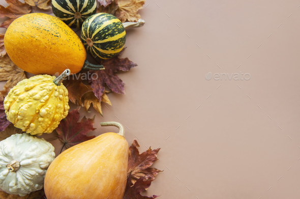Fall background with multi color pumpkins Stock Photo by Olena_Rudo