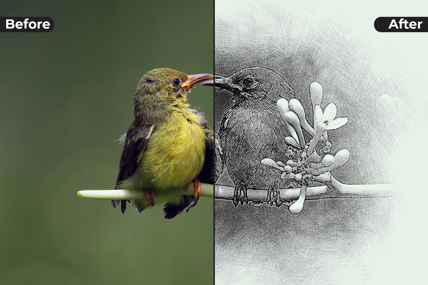 Sketch Effect Photoshop, Add-ons | GraphicRiver