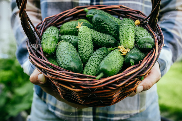 Cucumbers. Farmer holding freshly harvest cucumbers in hands on farm ...