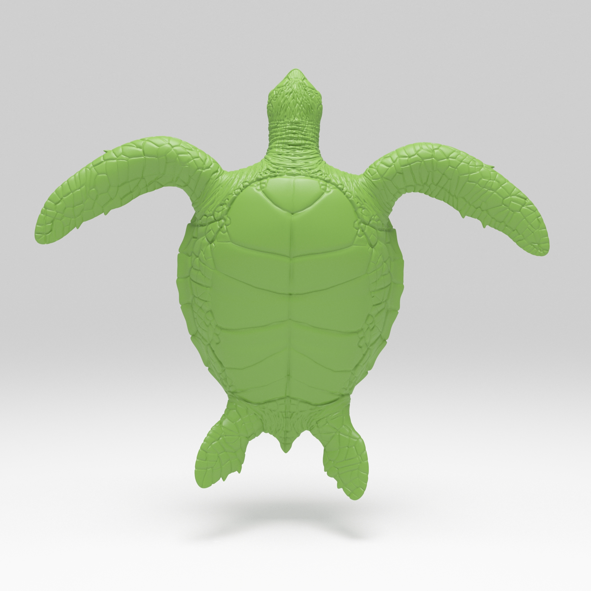 Turtle print 3D by cocartteam | 3DOcean
