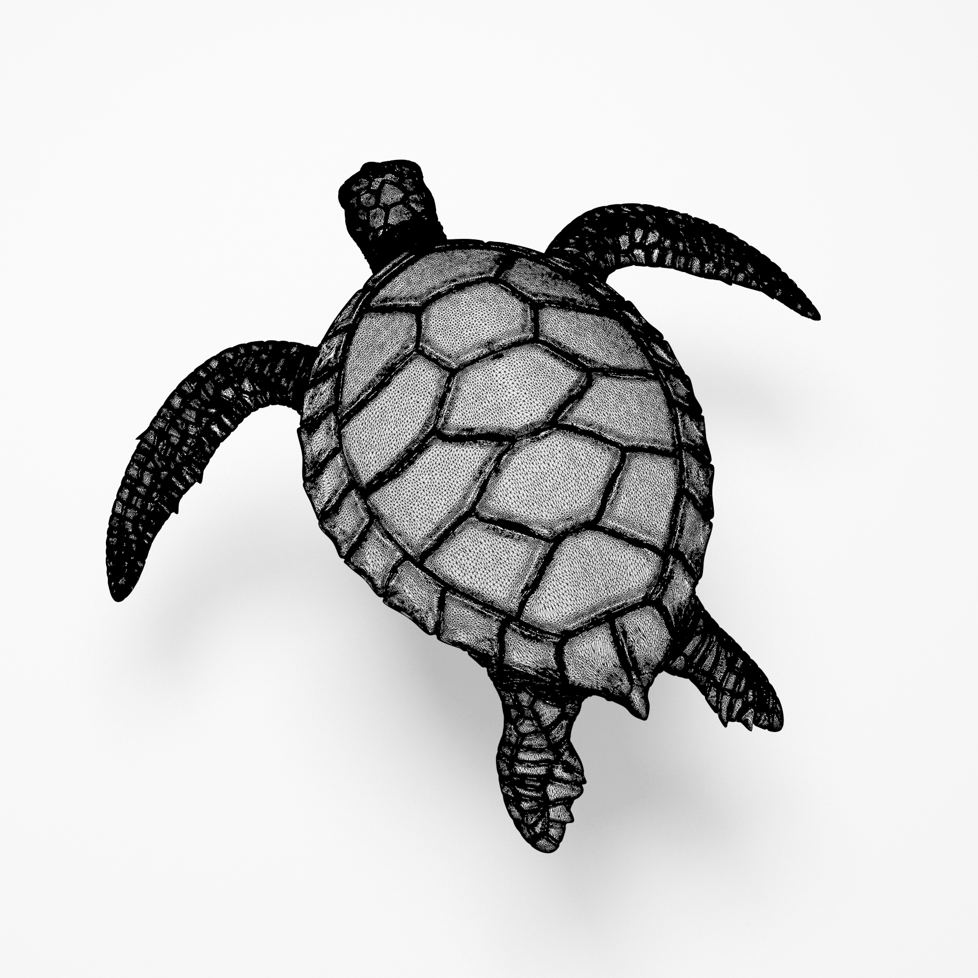 Turtle print 3D by cocartteam | 3DOcean
