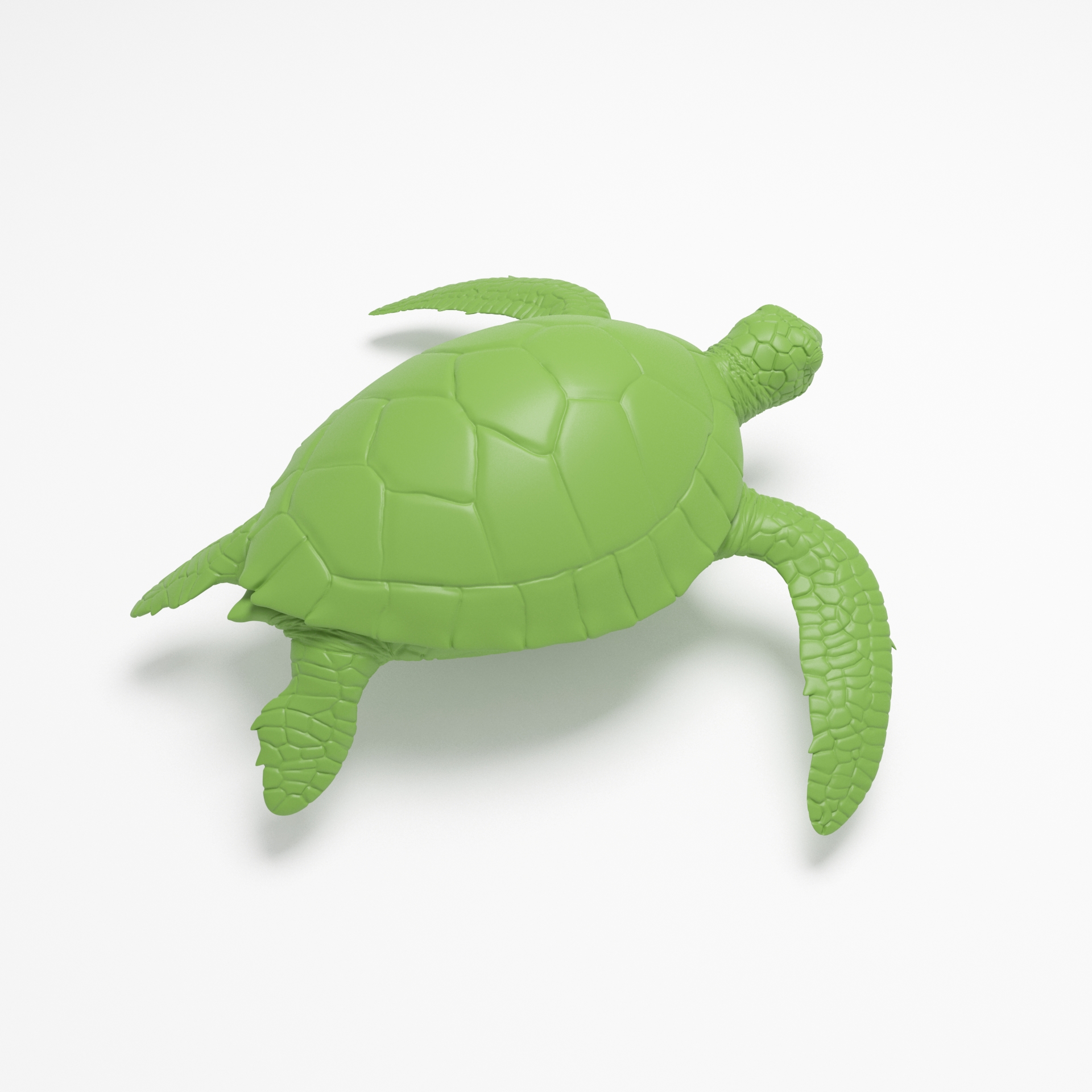 Turtle print 3D by cocartteam | 3DOcean