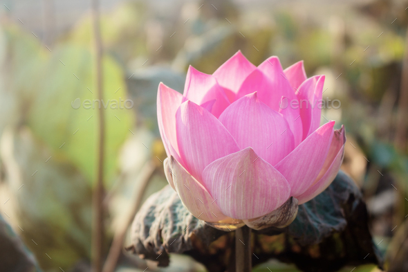 Pink lotus at sunlight. Stock Photo by RK1919 | PhotoDune