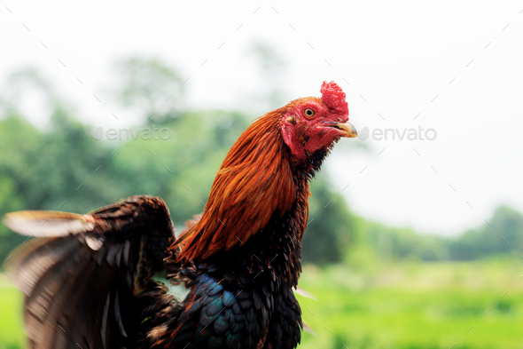 Chicken are wing in farm. Stock Photo by RK1919 | PhotoDune