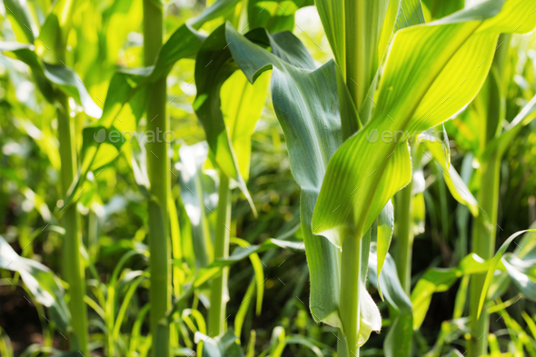 Corn tree with sunlight. Stock Photo by RK1919 | PhotoDune