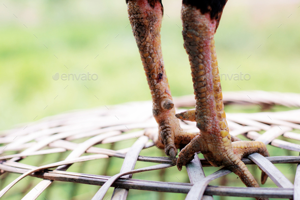 Legs of chicken on cages. Stock Photo by RK1919 | PhotoDune