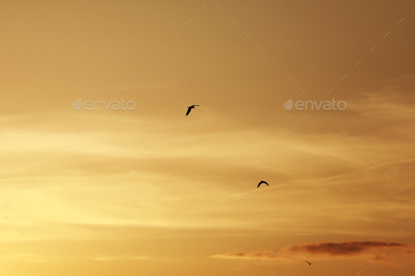 sky before sunset, birds in the sky. bird flying while sunset and ...