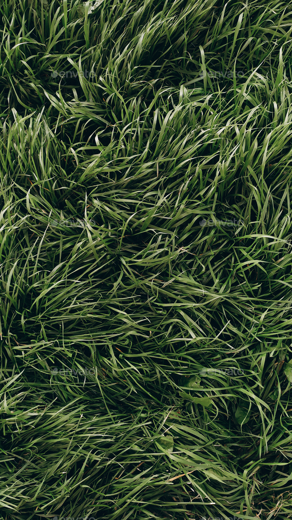 Vertical photo background of dark green grass in the wind, top view ...