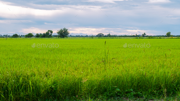 Rice field in central Thailand, paddy field of rice during rain monsoon ...