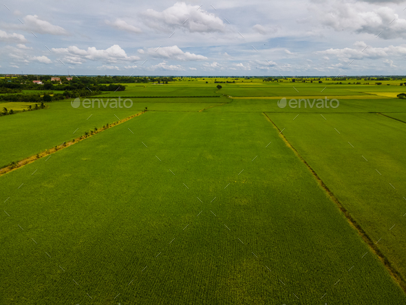 Rice field in central Thailand, paddy field of rice during rain monsoon ...