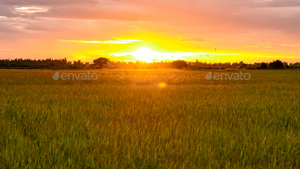 Rice field in central Thailand, paddy field of rice during rain monsoon ...