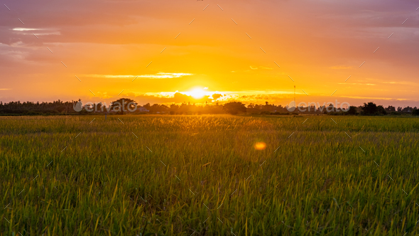 Rice field in central Thailand, paddy field of rice during rain monsoon ...