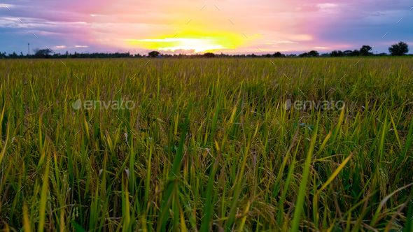 Rice field in central Thailand, paddy field of rice during rain monsoon ...