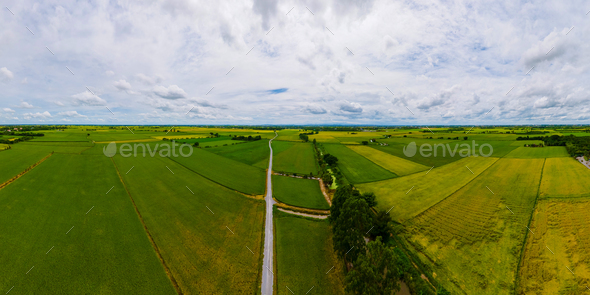 Rice field in central Thailand, paddy field of rice during rain monsoon ...
