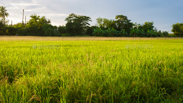 Rice field in central Thailand, paddy field of rice during rain monsoon ...